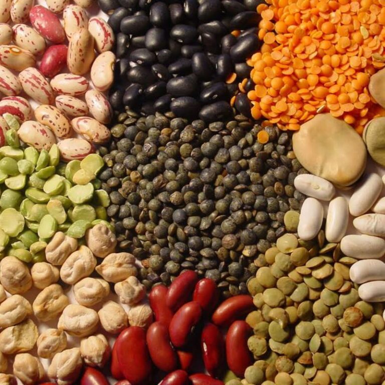 Historia de las legumbres - Alimentos La Pedriza